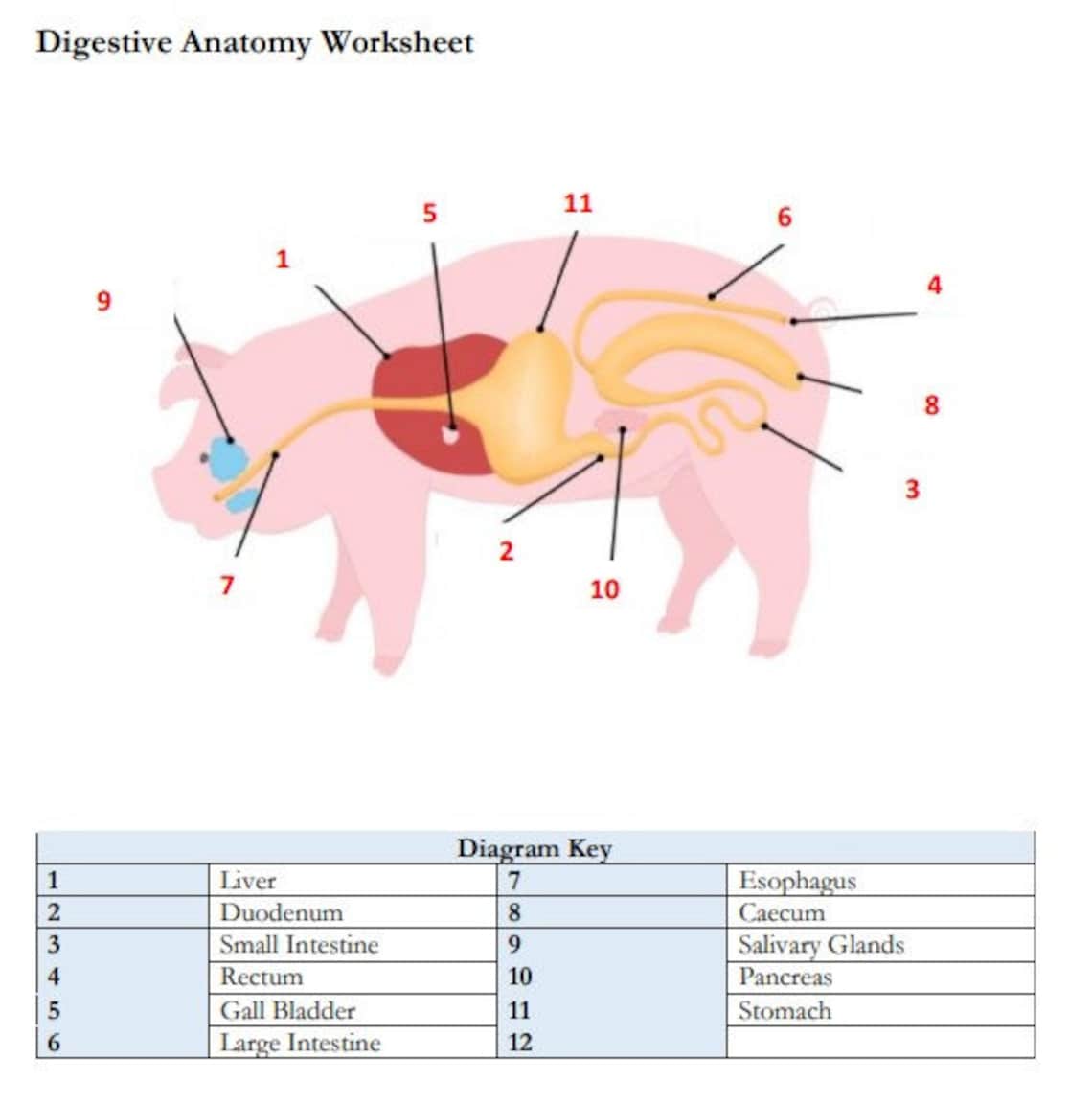 PRINTABLE Pig Digestive Anatomy Worksheet and Practice Pages Included ...