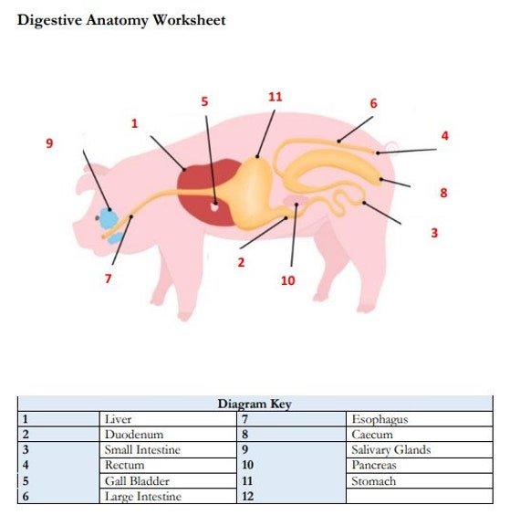 Fetal Pig Digestive System Worksheet
