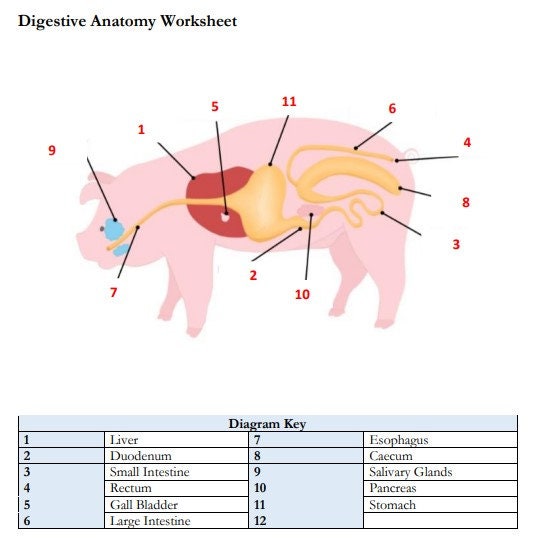 Fetal Pig Digestive System Quiz