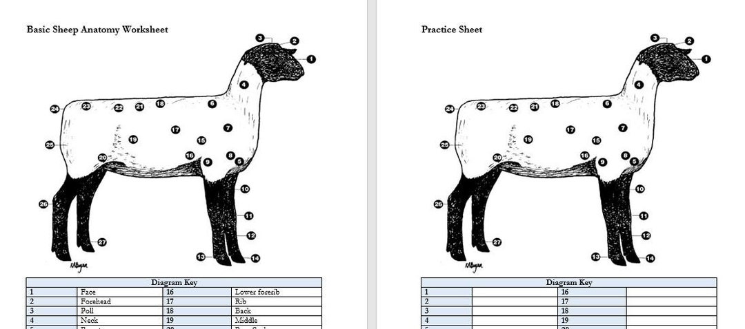 PRINTABLE Sheep Anatomy Worksheet - Etsy