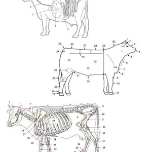 PRINTABLE Cattle External, Digestive, and Skeletal Anatomy Worksheet ...