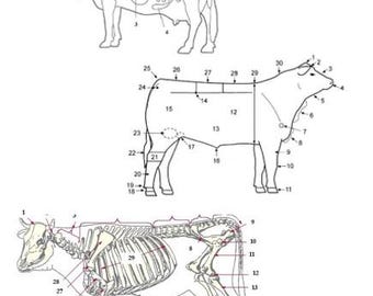PRINTABLE Cattle External Anatomy Worksheet - Etsy