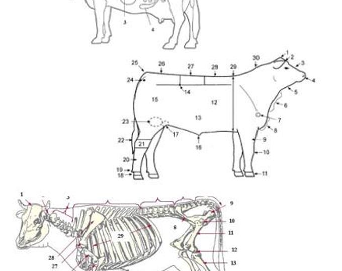 PRINTABLE Cattle External, Digestive, and Skeletal Anatomy Worksheet ...