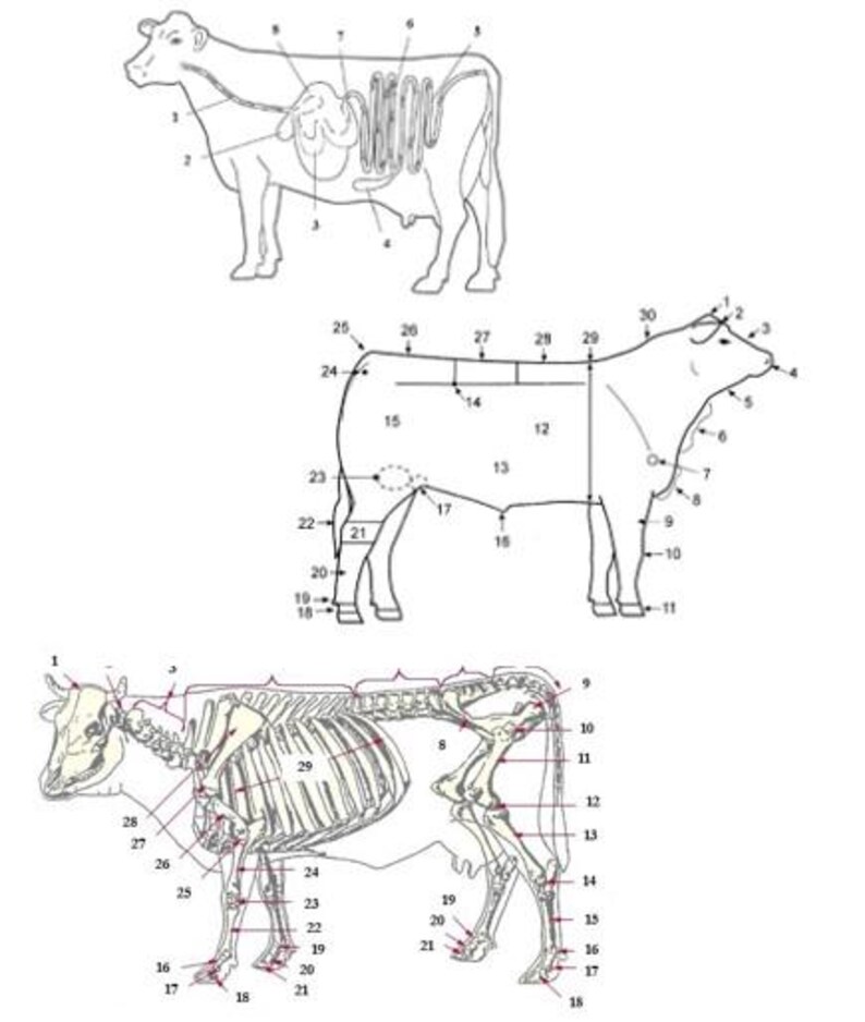 PRINTABLE Cattle External, Digestive, and Skeletal Anatomy Worksheet ...