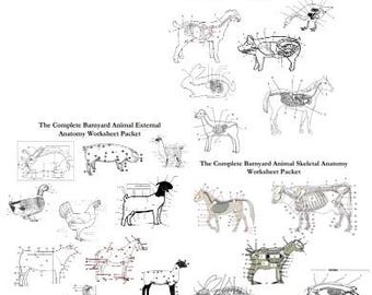 PRINTABLE Barnyard Animal Digestive Anatomy Bundle: Cattle, Chicken ...