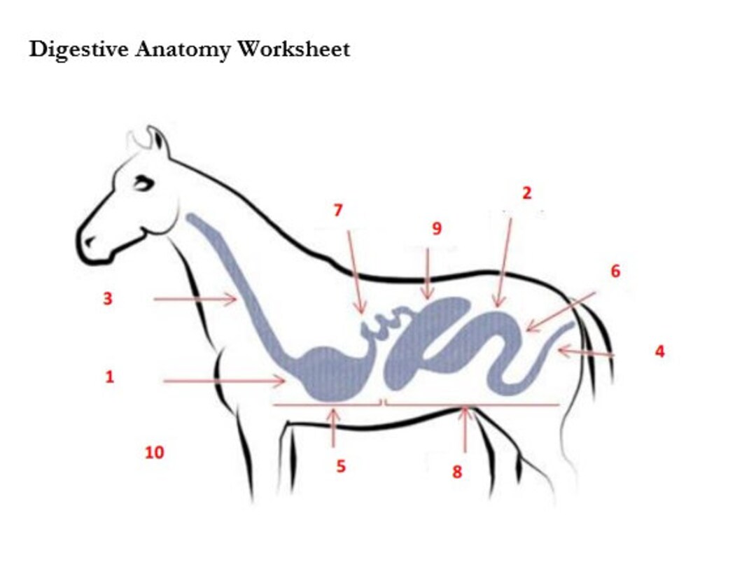 PRINTABLE Horse External and Digestive Anatomy Worksheet Bundle - Etsy