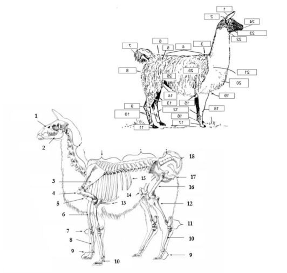 PRINTABLE Llama External and Skeletal Anatomy Worksheet Bundle - Etsy