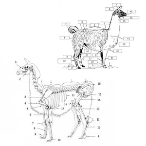 PRINTABLE Llama External and Skeletal Anatomy Worksheet Bundle - Etsy