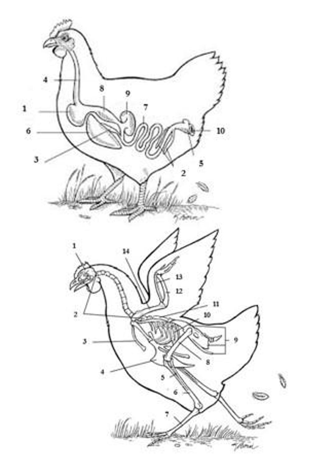 PRINTABLE Chicken Skeletal and Digestive Anatomy Worksheet Bundle - Etsy