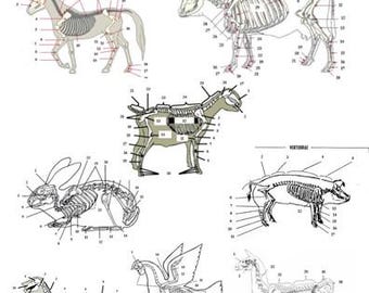 PRINTABLE Barnyard Animal Digestive Anatomy Bundle: Cattle, Chicken ...