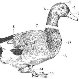 PRINTABLE Duck External Anatomy Worksheet - Etsy