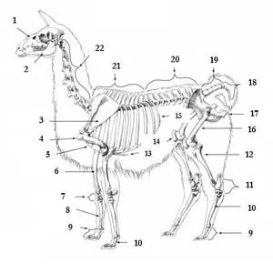 PRINTABLE Llama Skeletal Anatomy Worksheet and Practice Pages Included ...