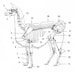 PRINTABLE Llama Skeletal Anatomy Worksheet and Practice Pages Included ...