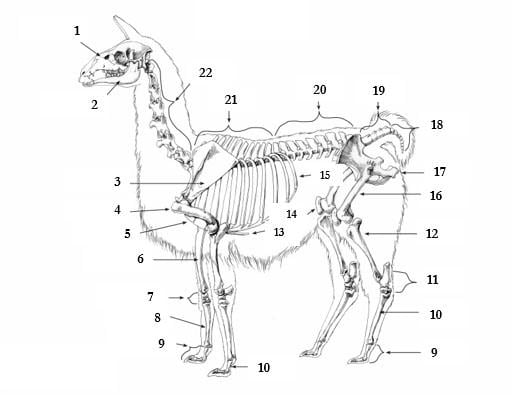 PRINTABLE Llama Skeletal Anatomy Worksheet and Practice Pages Included ...