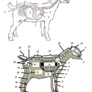 PRINTABLE Goat Digestive and Skeletal Anatomy Worksheet and Practice ...