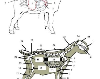 PRINTABLE Goat External, Digestive, and Skeletal Anatomy Worksheet and ...