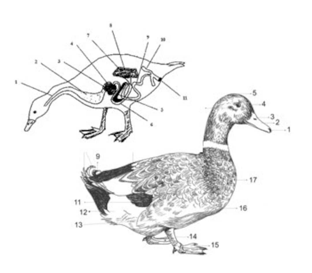 PRINTABLE Duck External and Digestive Anatomy Worksheets - Etsy