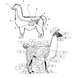 PRINTABLE Llama External and Digestive Anatomy Worksheet Bundle - Etsy