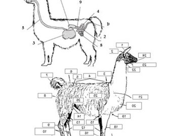 PRINTABLE Llama External Anatomy Worksheet - Etsy