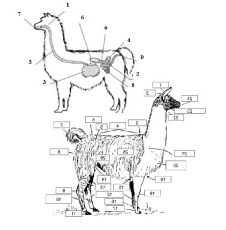 PRINTABLE Llama External and Digestive Anatomy Worksheet Bundle - Etsy