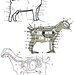PRINTABLE Goat External, Digestive, and Skeletal Anatomy Worksheet and ...