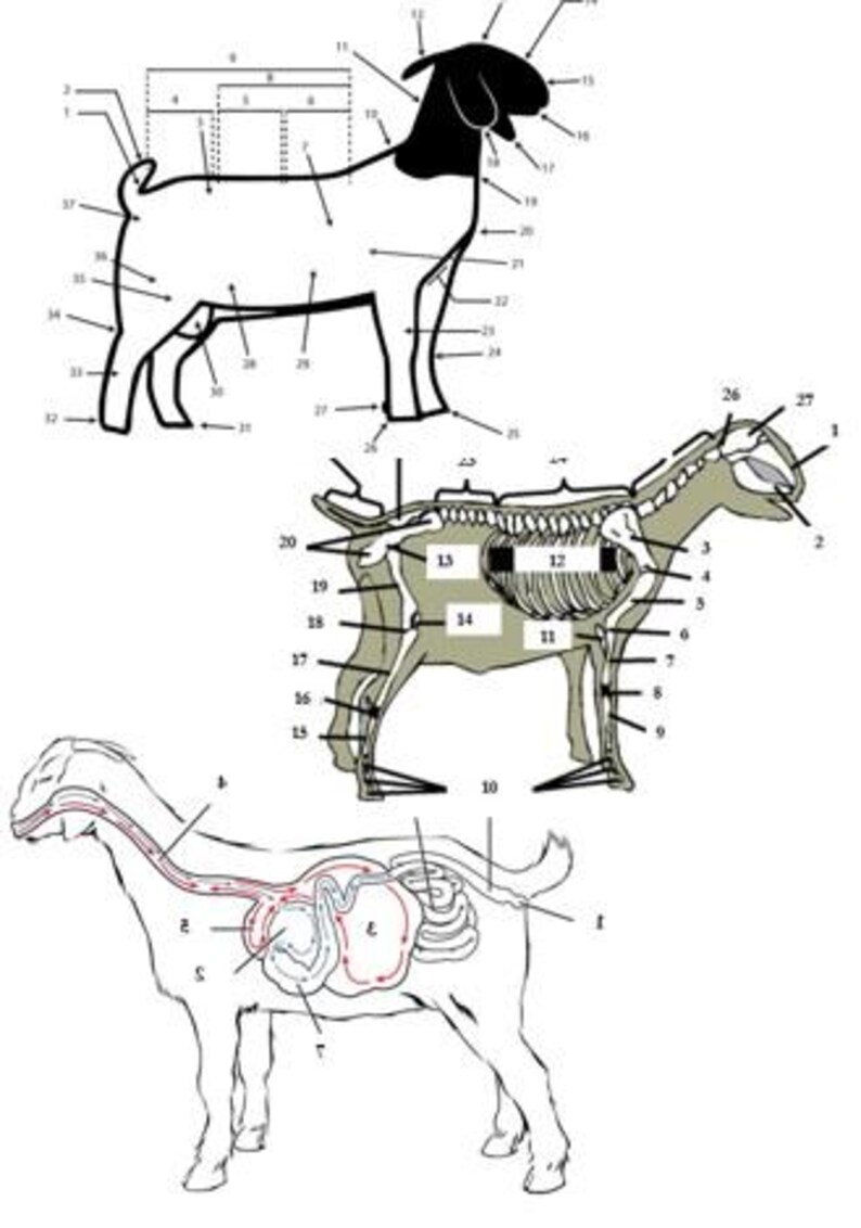 PRINTABLE Goat External, Digestive, and Skeletal Anatomy Worksheet and ...