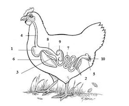 PRINTABLE Chicken Digestive Anatomy Worksheet and Practice Pages ...