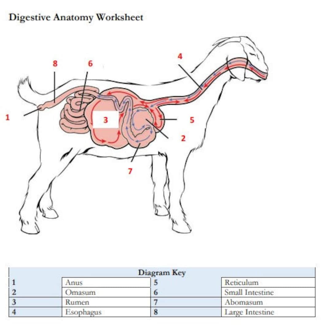 PRINTABLE Goat Digestive Anatomy Worksheet and Practice Pages Included ...