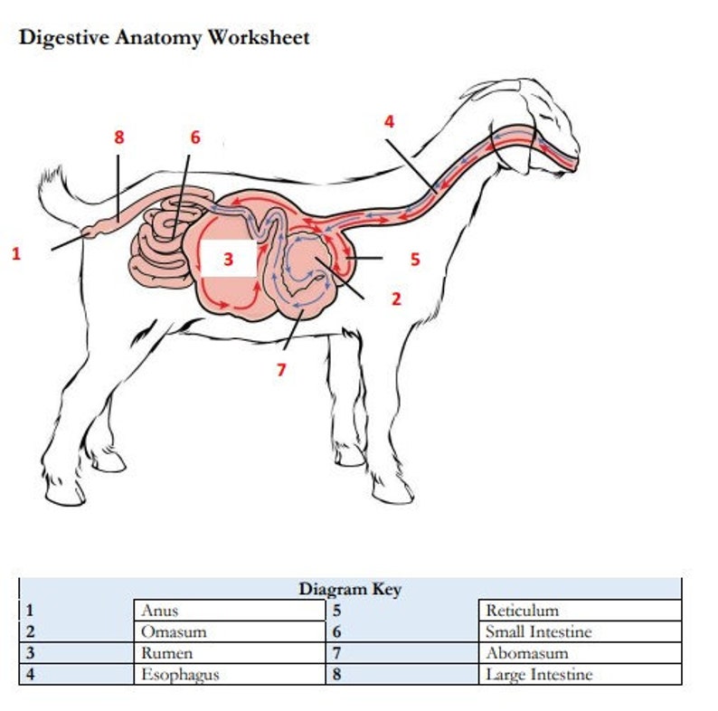 PRINTABLE Goat Digestive Anatomy Worksheet and Practice Pages Included ...