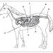 PRINTABLE Horse Digestive Anatomy Worksheet and Practice Pages Included ...