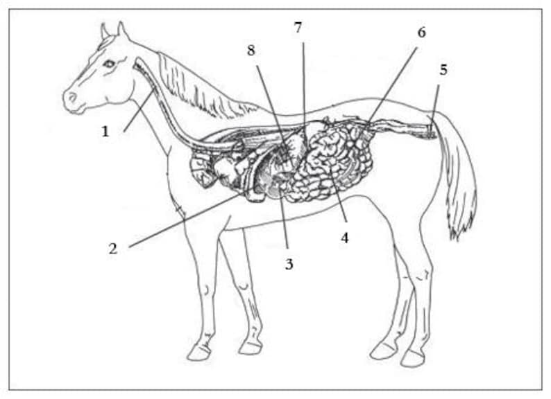 PRINTABLE Horse Digestive Anatomy Worksheet and Practice Pages Included - Etsy