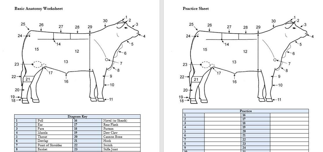 PRINTABLE Livestock Animals External Anatomy Worksheet And Etsy printable-livestock-animals-external-anatomy-worksheet-and-etsy