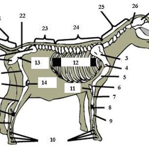 PRINTABLE Goat Skeletal Anatomy Worksheet and Practice Sheet - Etsy