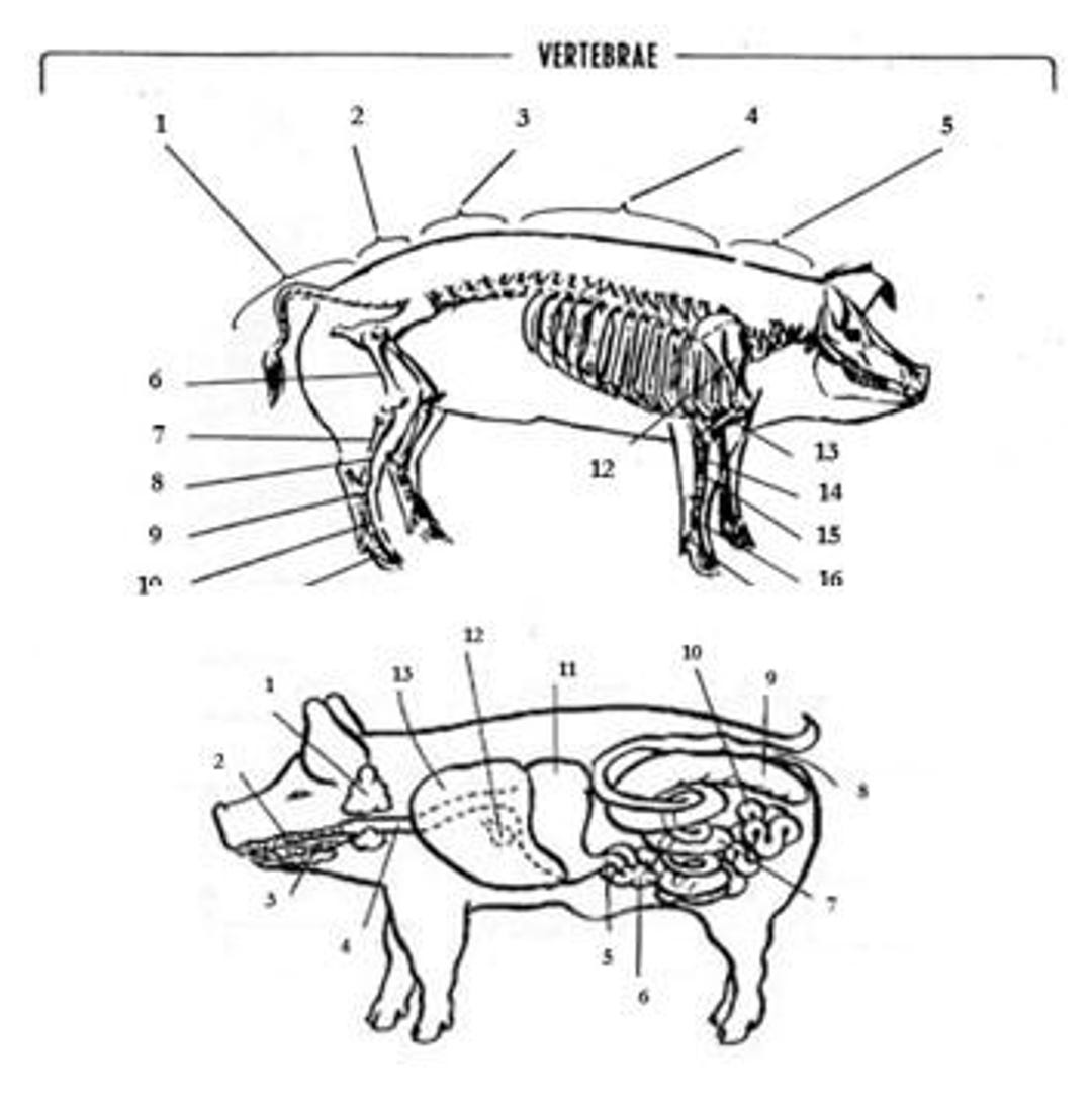 PRINTABLE Pig Skeletal and Digestive Anatomy Worksheet Bundle - Etsy