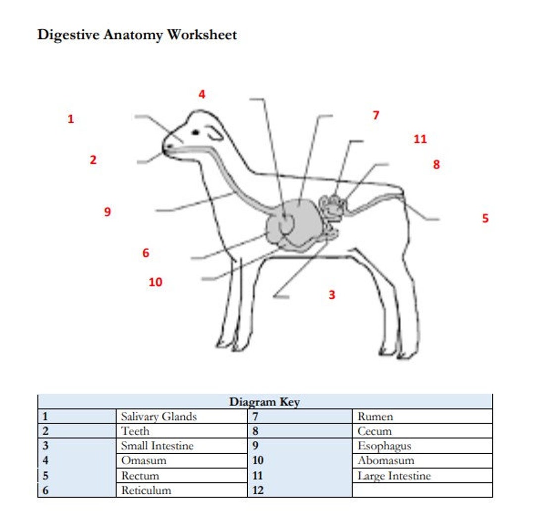 PRINTABLE Sheep Digestive Anatomy Worksheet and Practice Pages Included ...