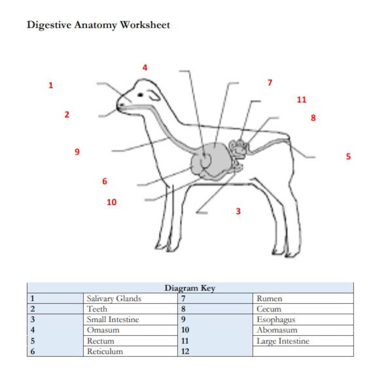 PRINTABLE Sheep Digestive Anatomy Worksheet and Practice Pages Included ...