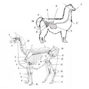 PRINTABLE Llama Digestive and Skeletal Anatomy Worksheet Bundle - Etsy