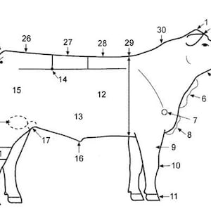PRINTABLE Cattle External Anatomy Worksheet - Etsy