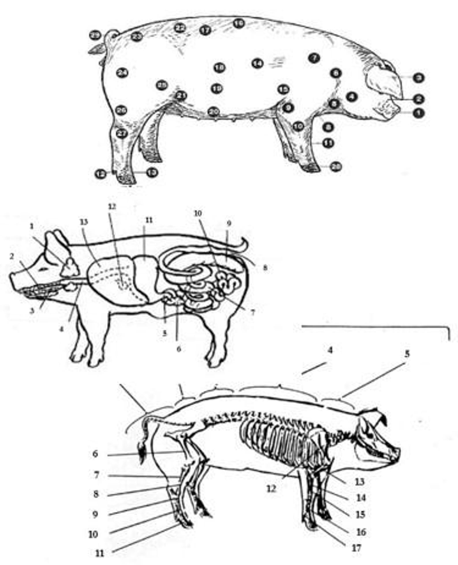 PRINTABLE Pig Skeletal, Digestive, and External Anatomy Worksheet ...