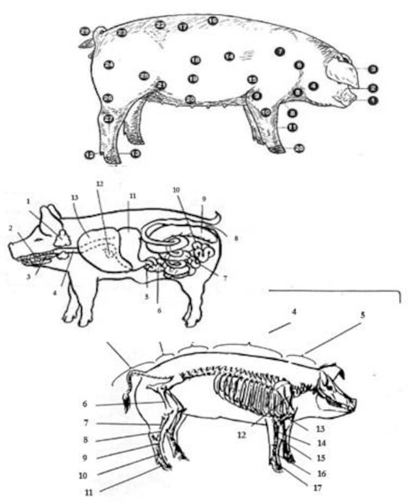 PRINTABLE Pig Skeletal, Digestive, and External Anatomy Worksheet ...