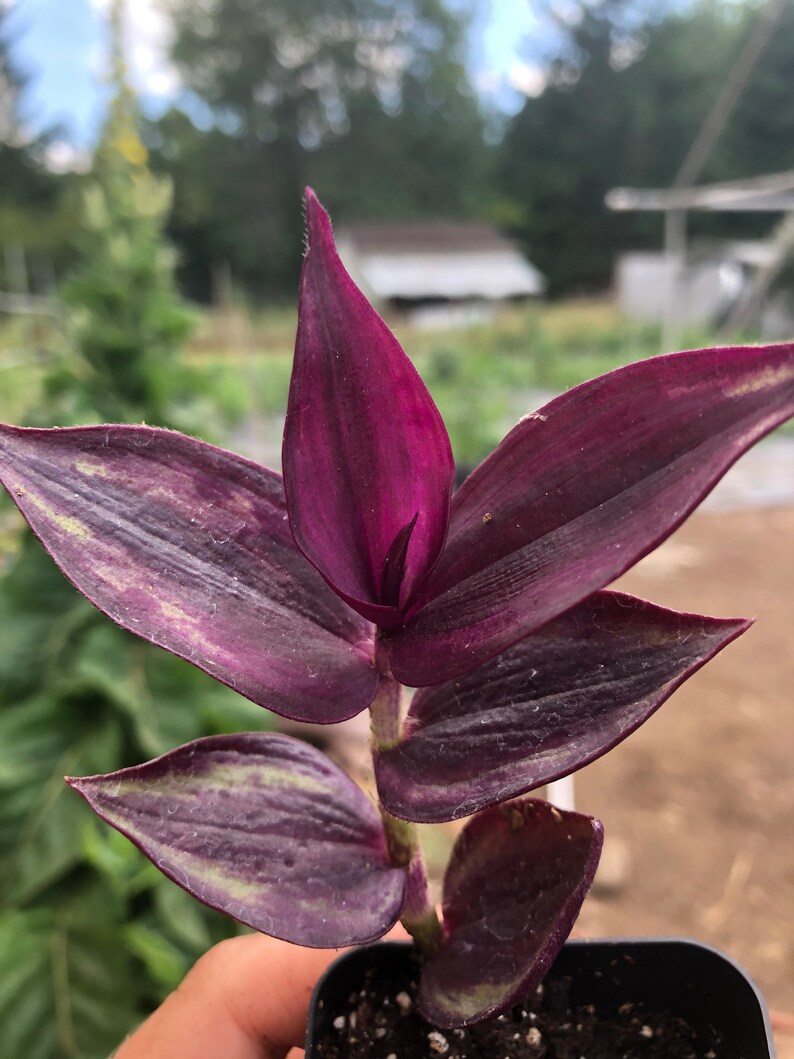 Tradescantia Wandering Jew red Live Plant Rooted Cuttings - Etsy