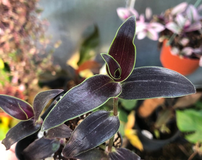 Jose Puig Tradescantia Gibasis - Etsy