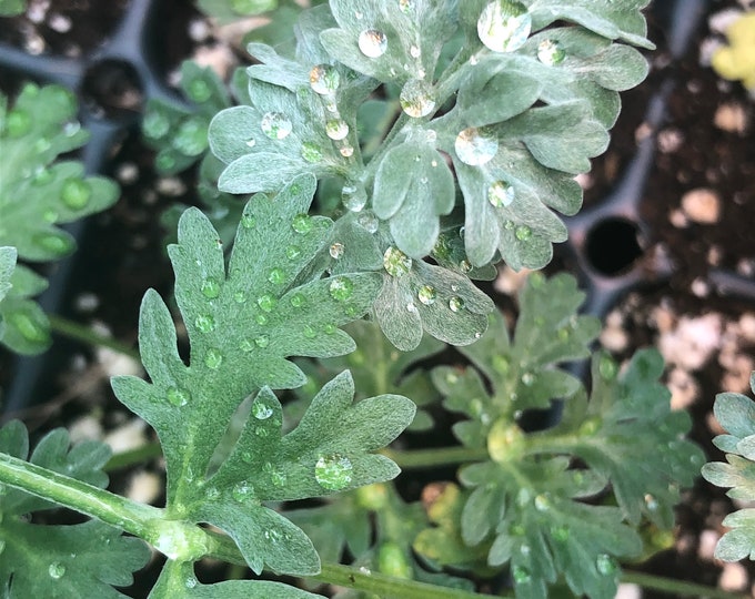 Wormwood Artemisia Absinthium Herb Live Plant in 4 Inch Pot - Etsy