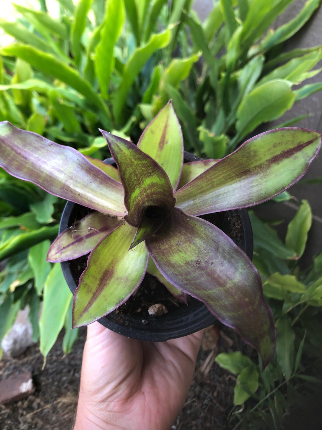 Callisia Fragrans False Bromeliad in 4 Inch Pot - Etsy