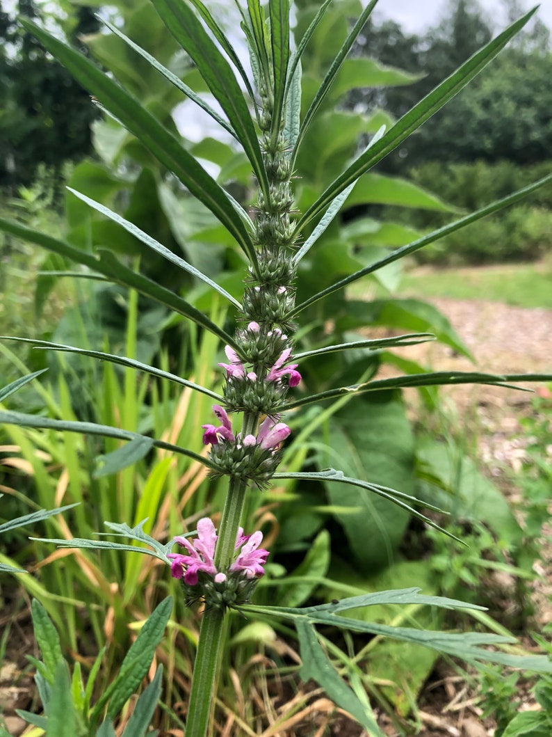 Siberian Motherwort Leonurus Sibiricus Seeds 40 Seeds - Etsy