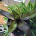 Callisia Fragrans False Bromeliad in 4 Inch Pot - Etsy