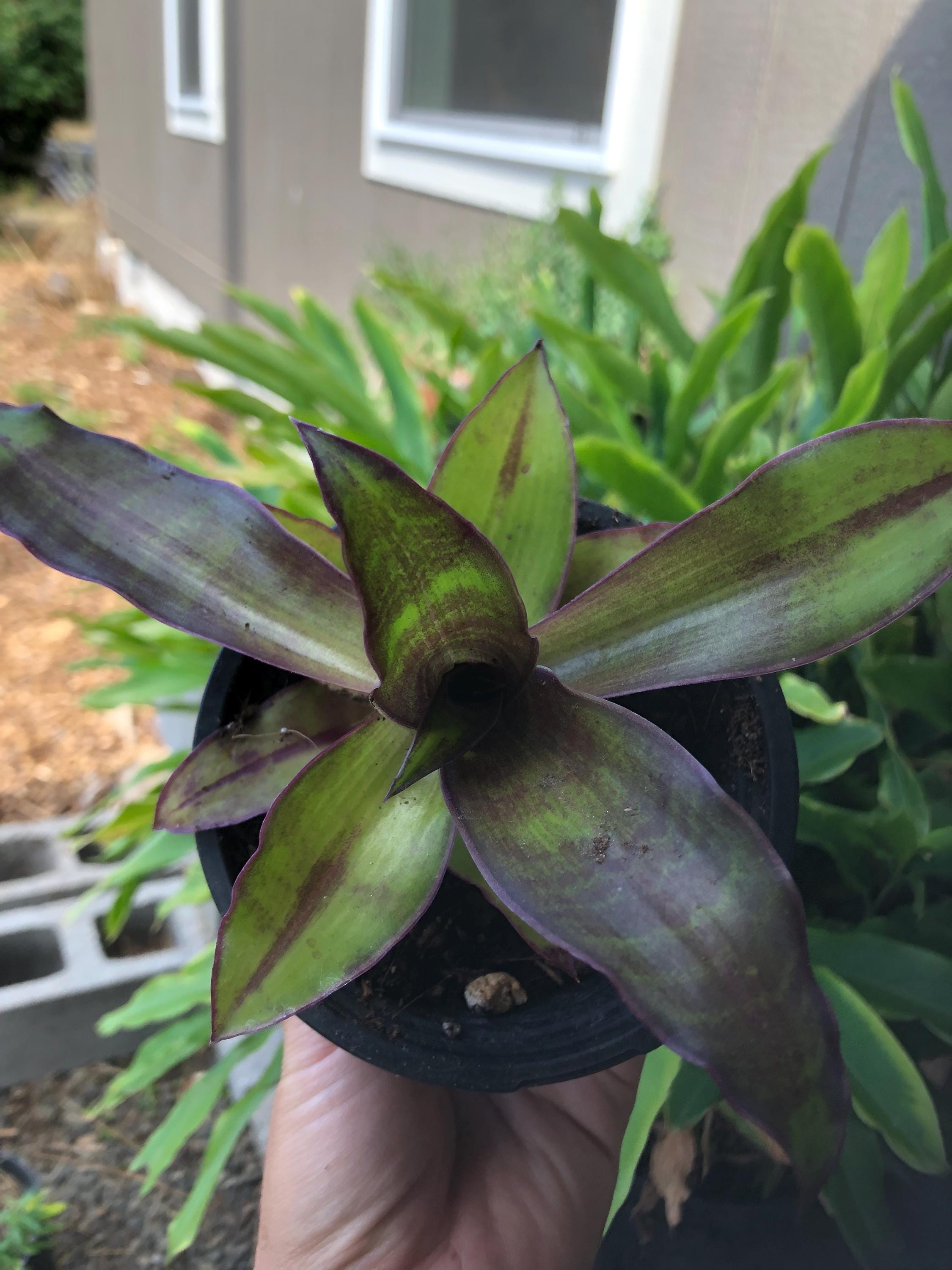 Callisia Fragrans False Bromeliad in 4 Inch Pot - Etsy