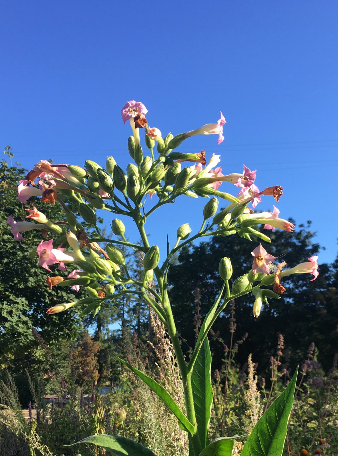 Tobacco Seeds Perique Smoking Variety - Etsy