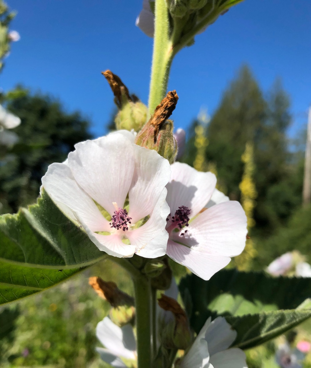Althaea Officinalis Marshmallow Seeds - Etsy