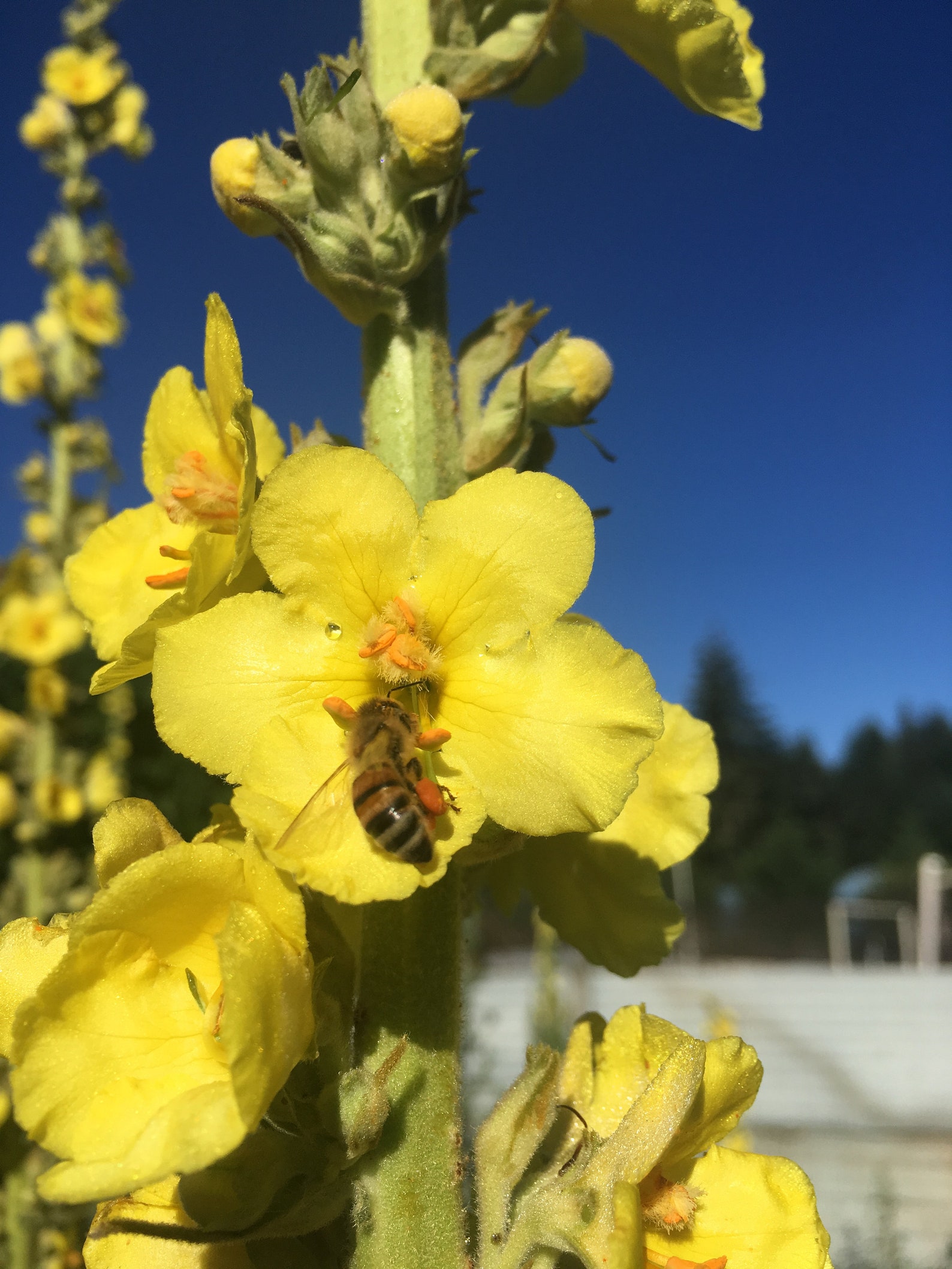 Mullein Seeds 100 Seeds Verbascum Thapsus - Etsy